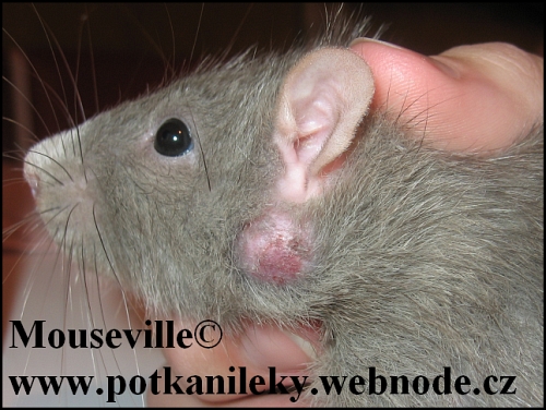 Abscesy :: Potkaní léky...vše pro zdraví potkanů